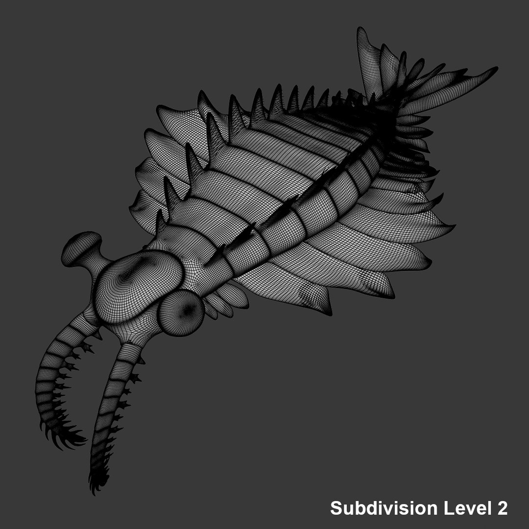3d Model Anomalocaris Canadensis