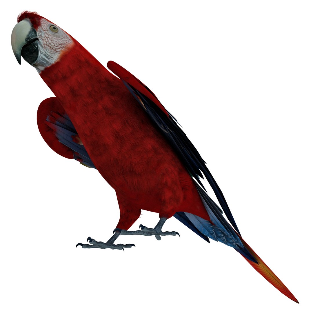 3d model scarlet macaw rigged bird