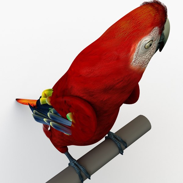 3d model scarlet macaw rigged bird