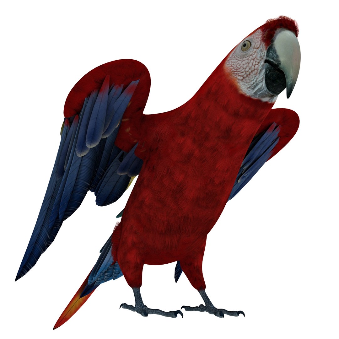 3d model scarlet macaw rigged bird