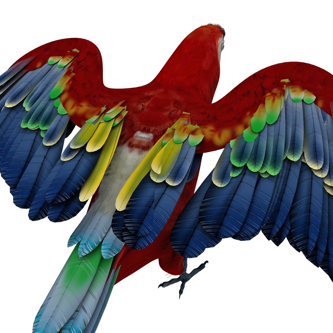 3d model scarlet macaw rigged bird