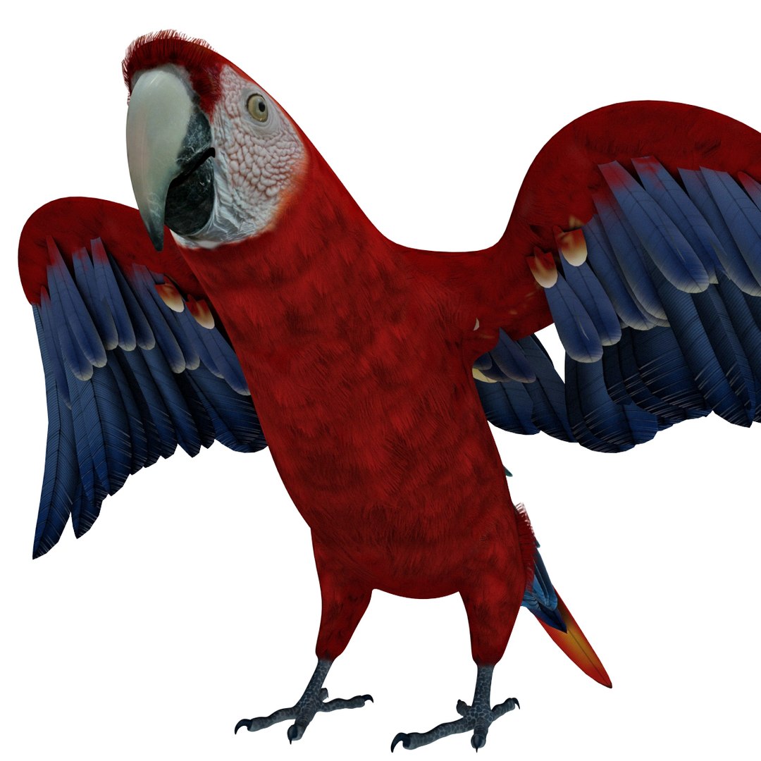 3d model scarlet macaw rigged bird