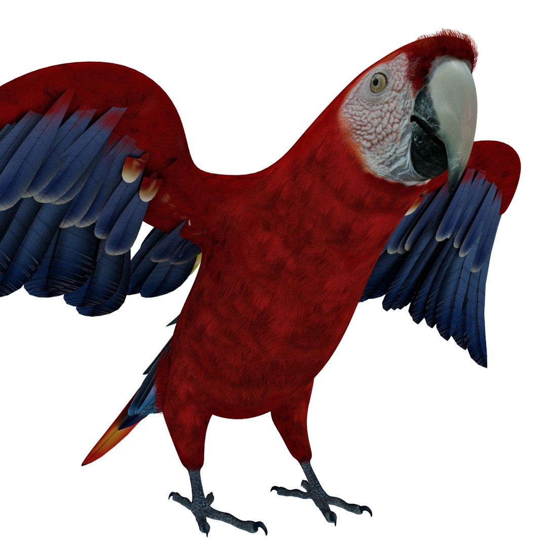 3d Model Scarlet Macaw Rigged Bird