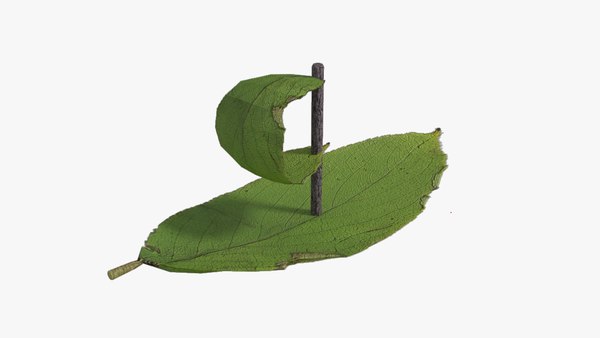 3d model of leaf boat