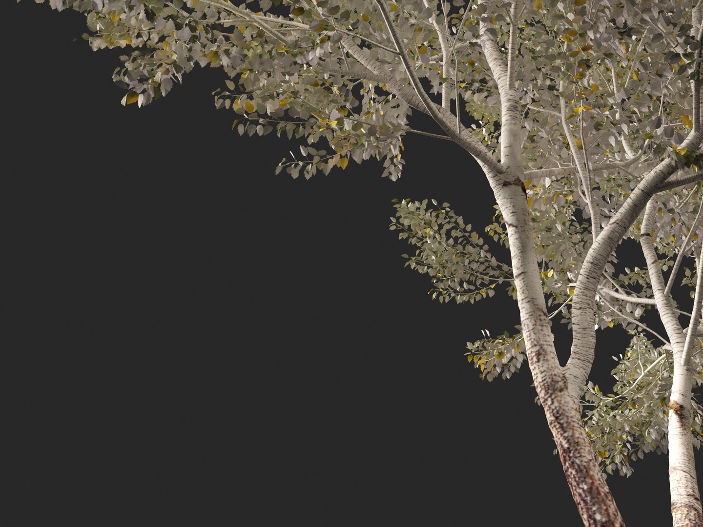 Populus Alba - Poplar Model - TurboSquid 2155146