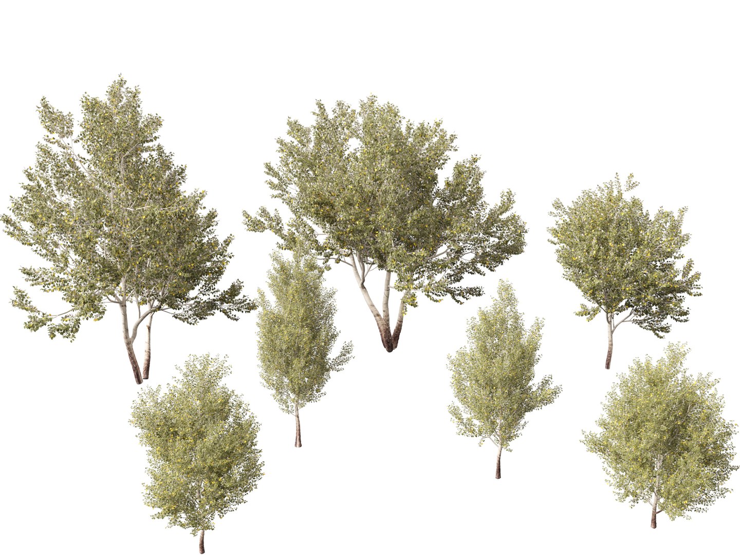 Populus Alba - Poplar Model - TurboSquid 2155146