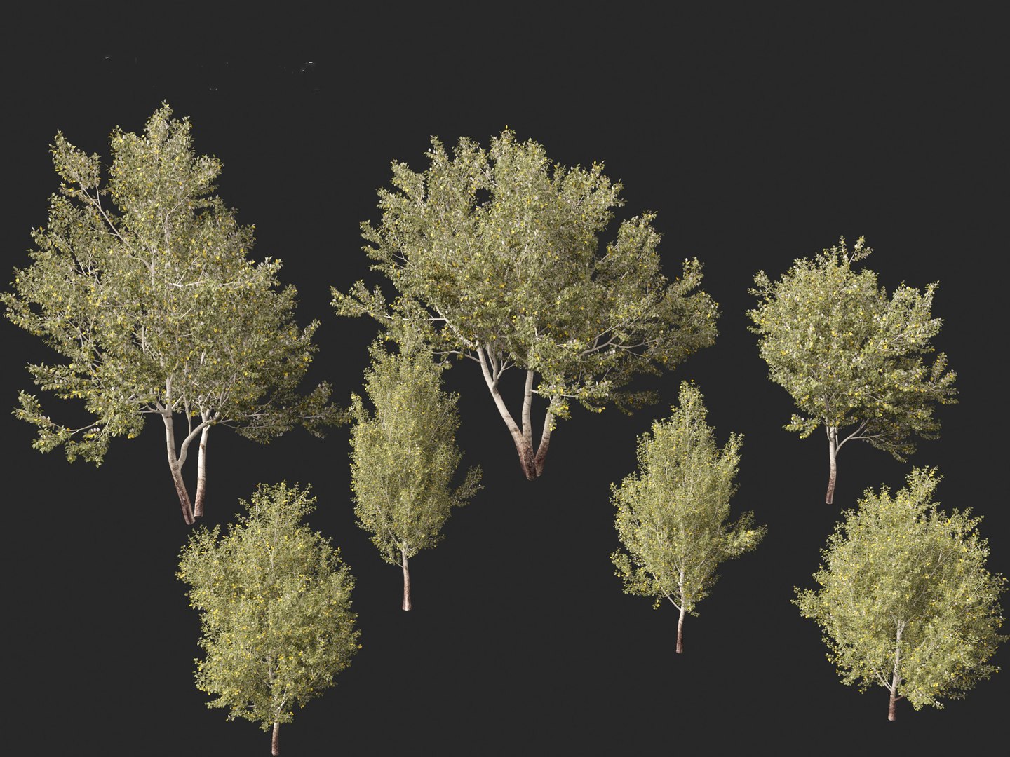 Populus Alba - Poplar Model - TurboSquid 2155146