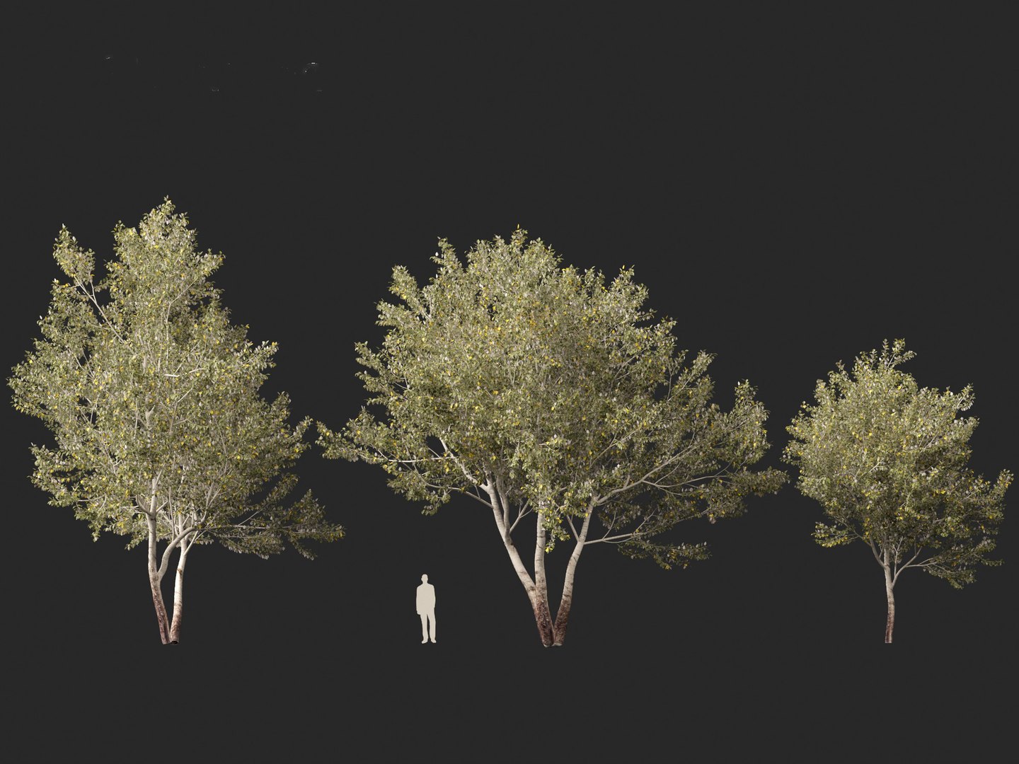 Populus Alba - Poplar Model - TurboSquid 2155146