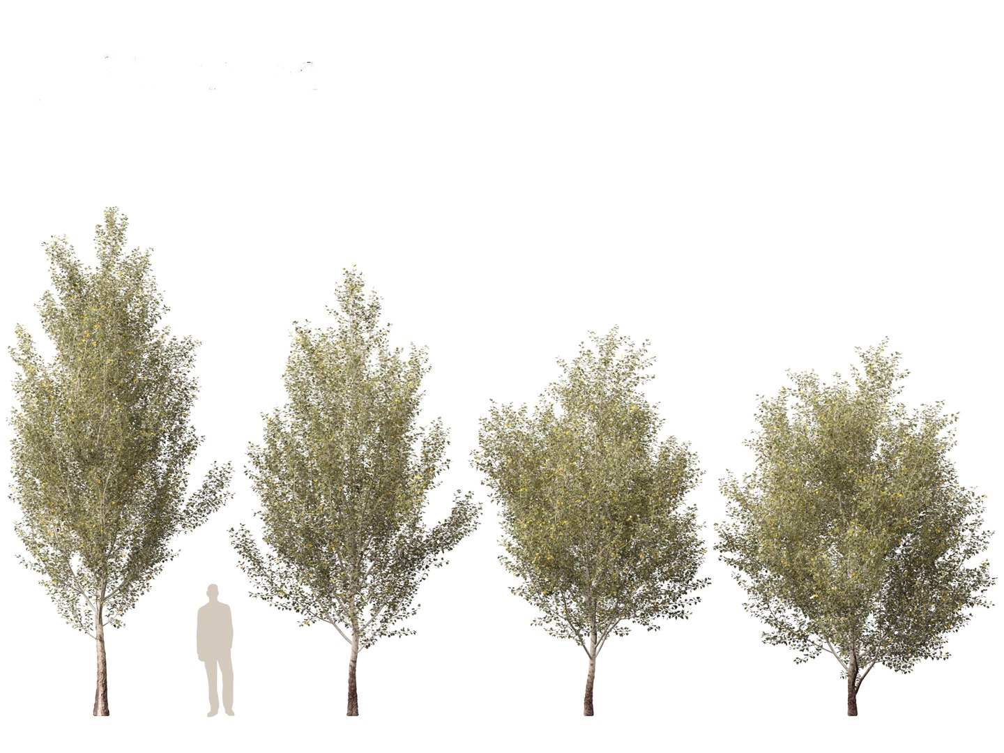 Populus Alba - Poplar Model - TurboSquid 2155146