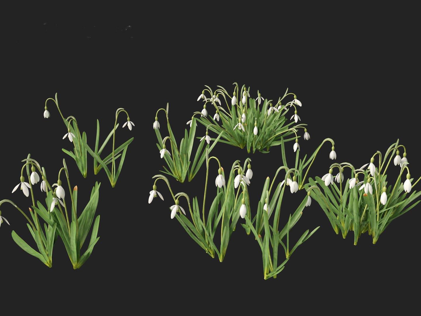 3D Model Galanthus Nivalis - Snowdrop - TurboSquid 2202211