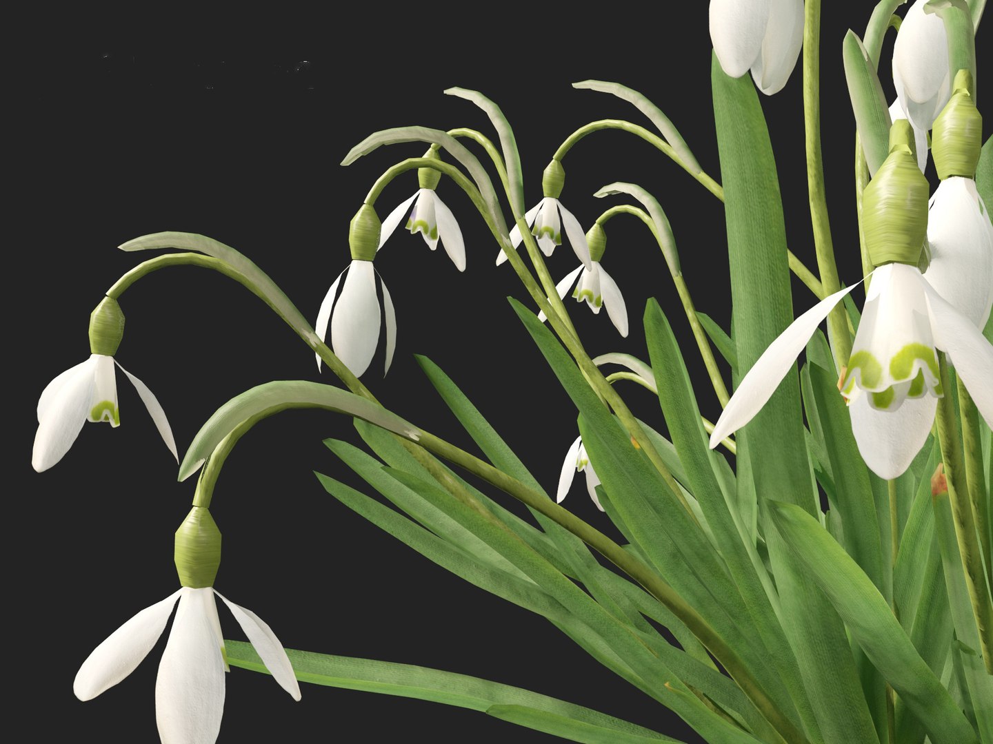 3D Model Galanthus Nivalis - Snowdrop - TurboSquid 2202211