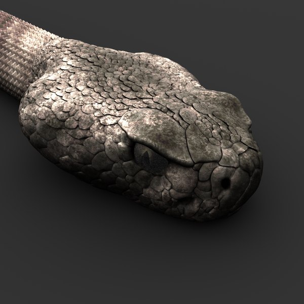 modelo 3d Serpiente - TurboSquid 1481861