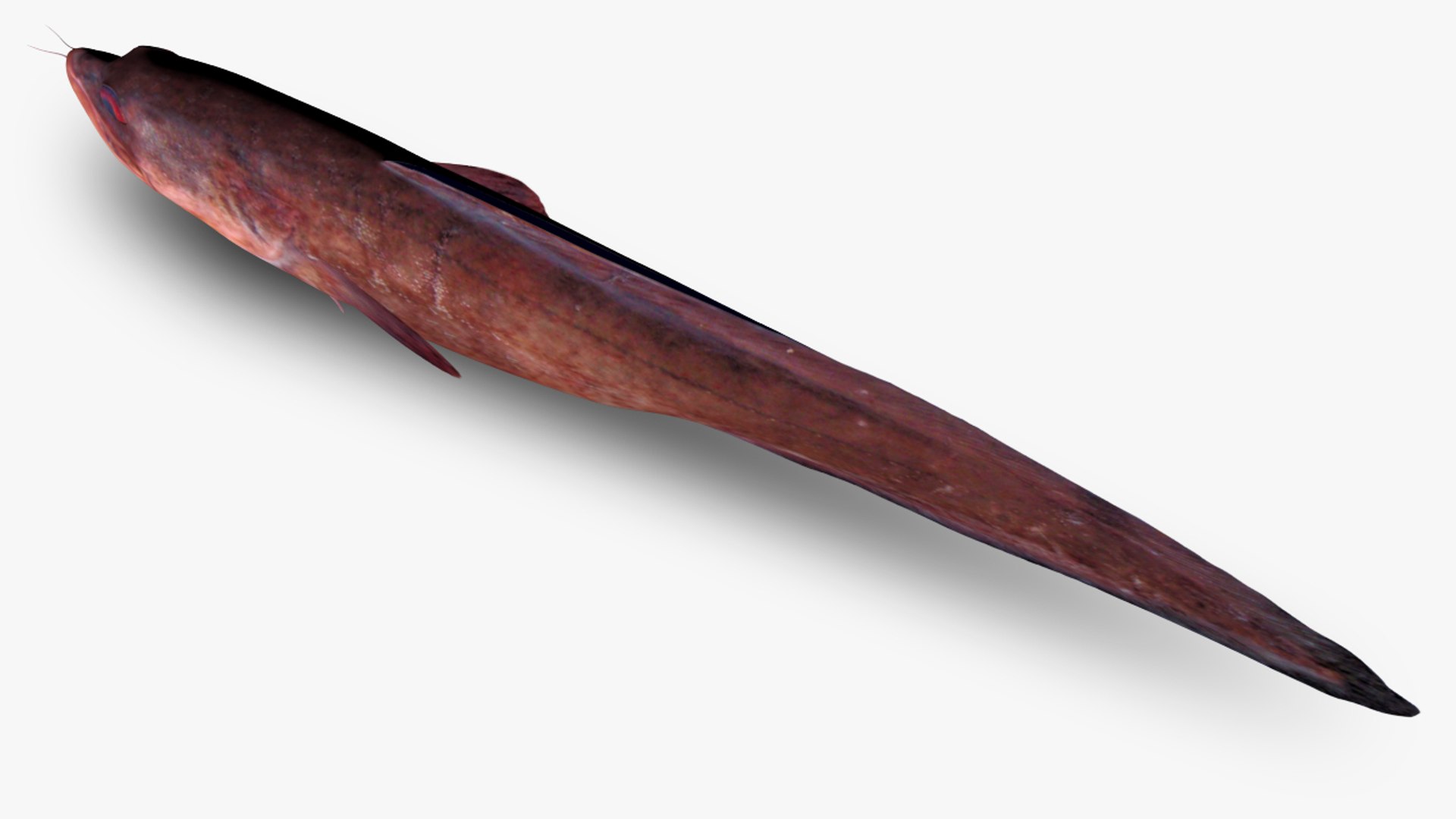 3D Pacific Bearded Brotula Clarkae - TurboSquid 1364283