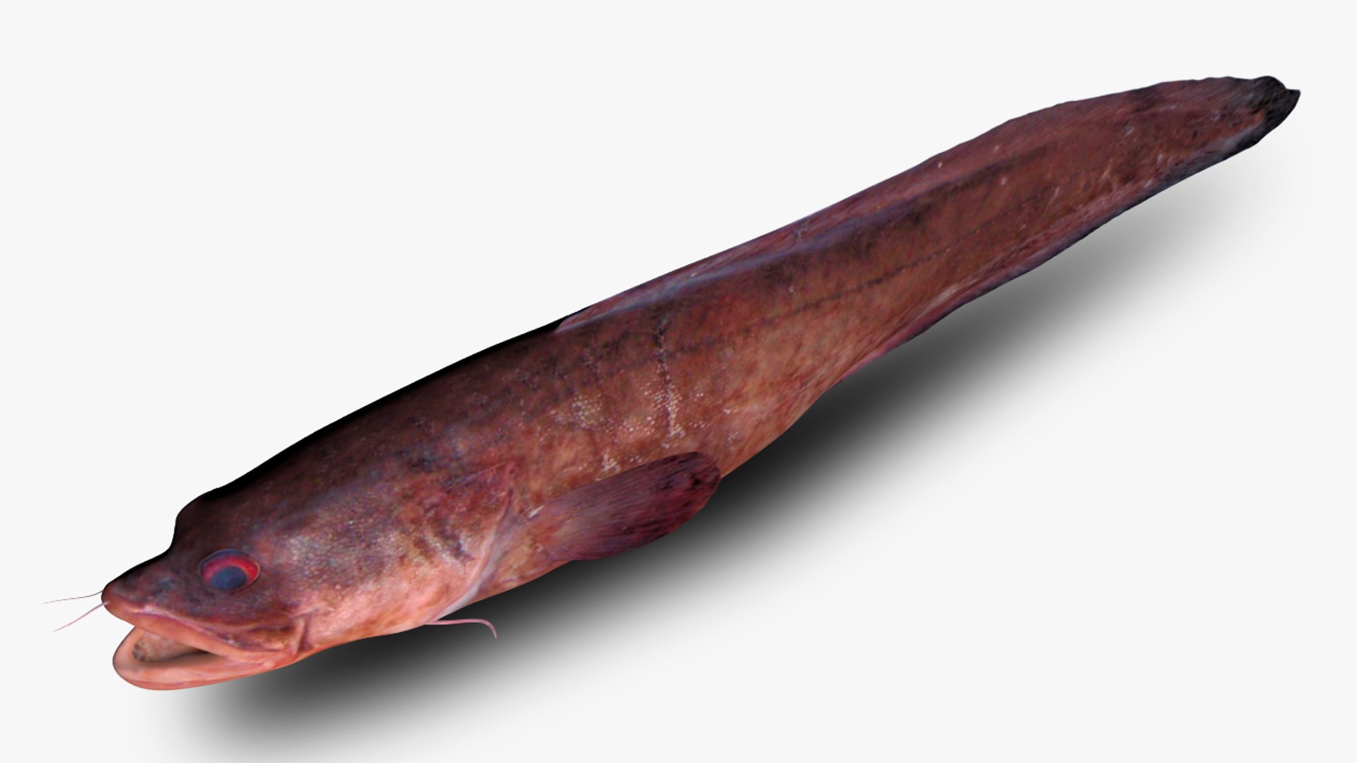 3D Pacific Bearded Brotula Clarkae - TurboSquid 1364283