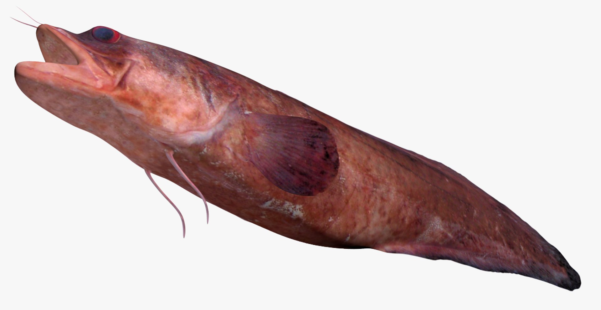 3D Pacific Bearded Brotula Clarkae - TurboSquid 1364283