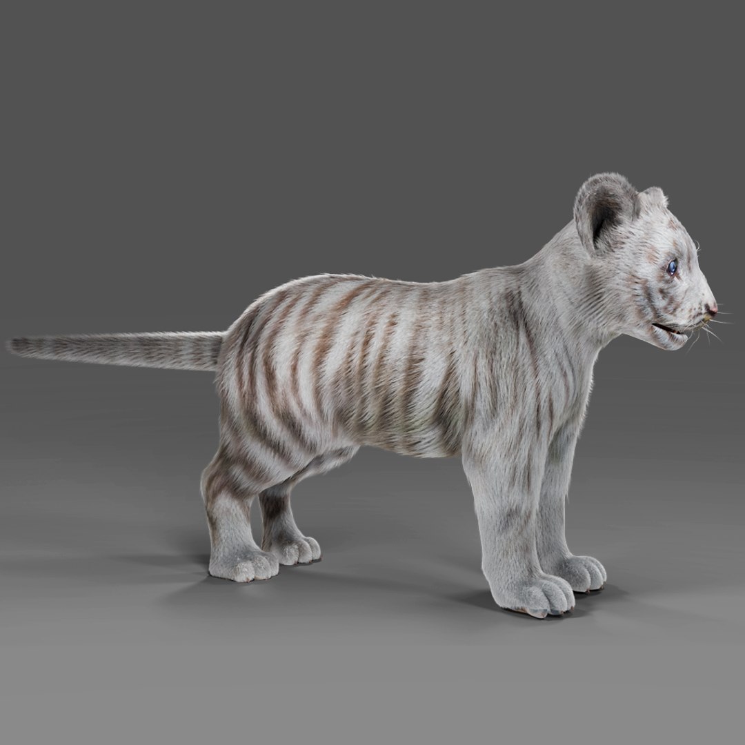 Fur White Tiger Cub No Rigged 3D Model - TurboSquid 2028335