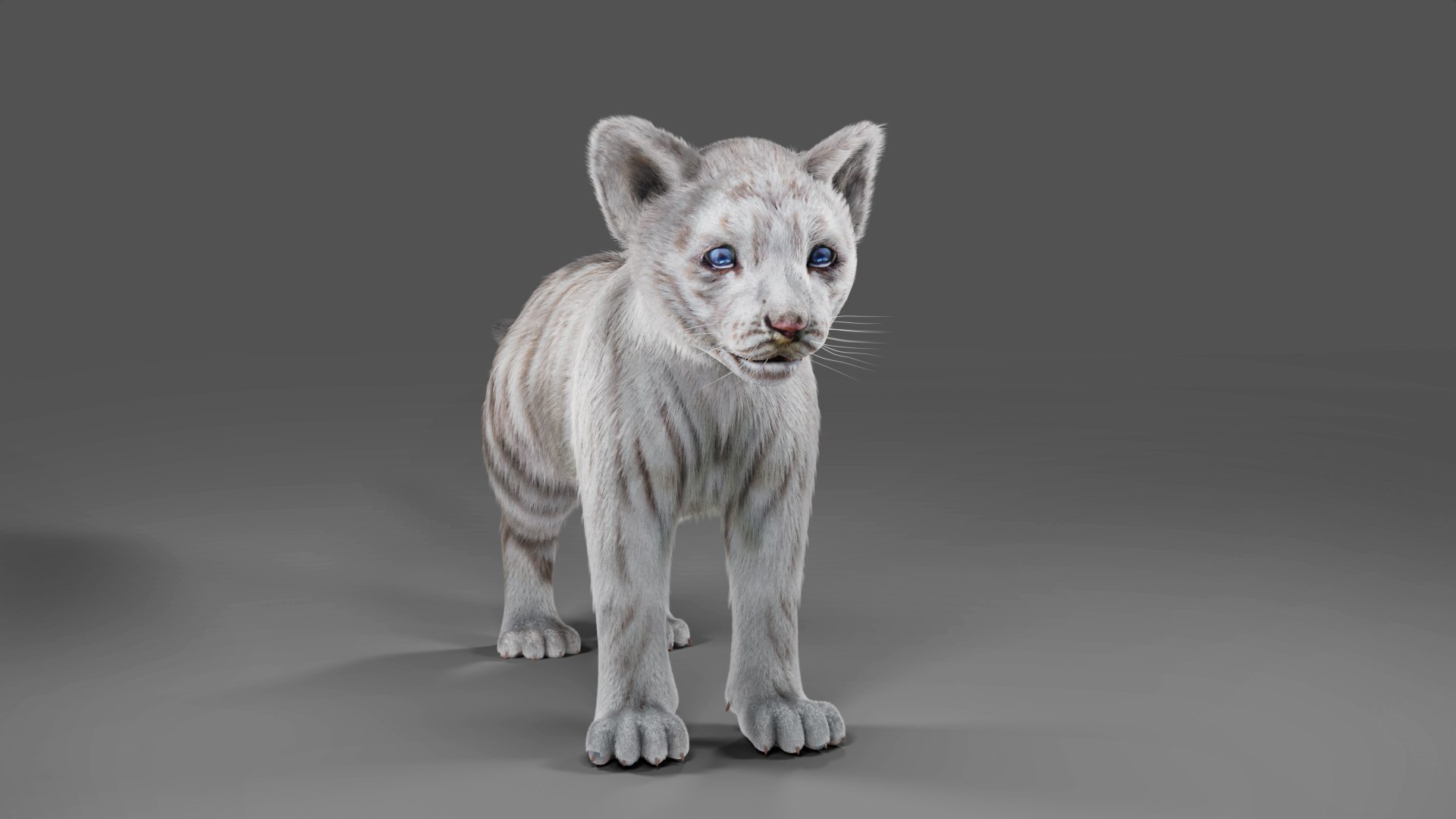 Fur White Tiger Cub No Rigged 3D Model - TurboSquid 2028335