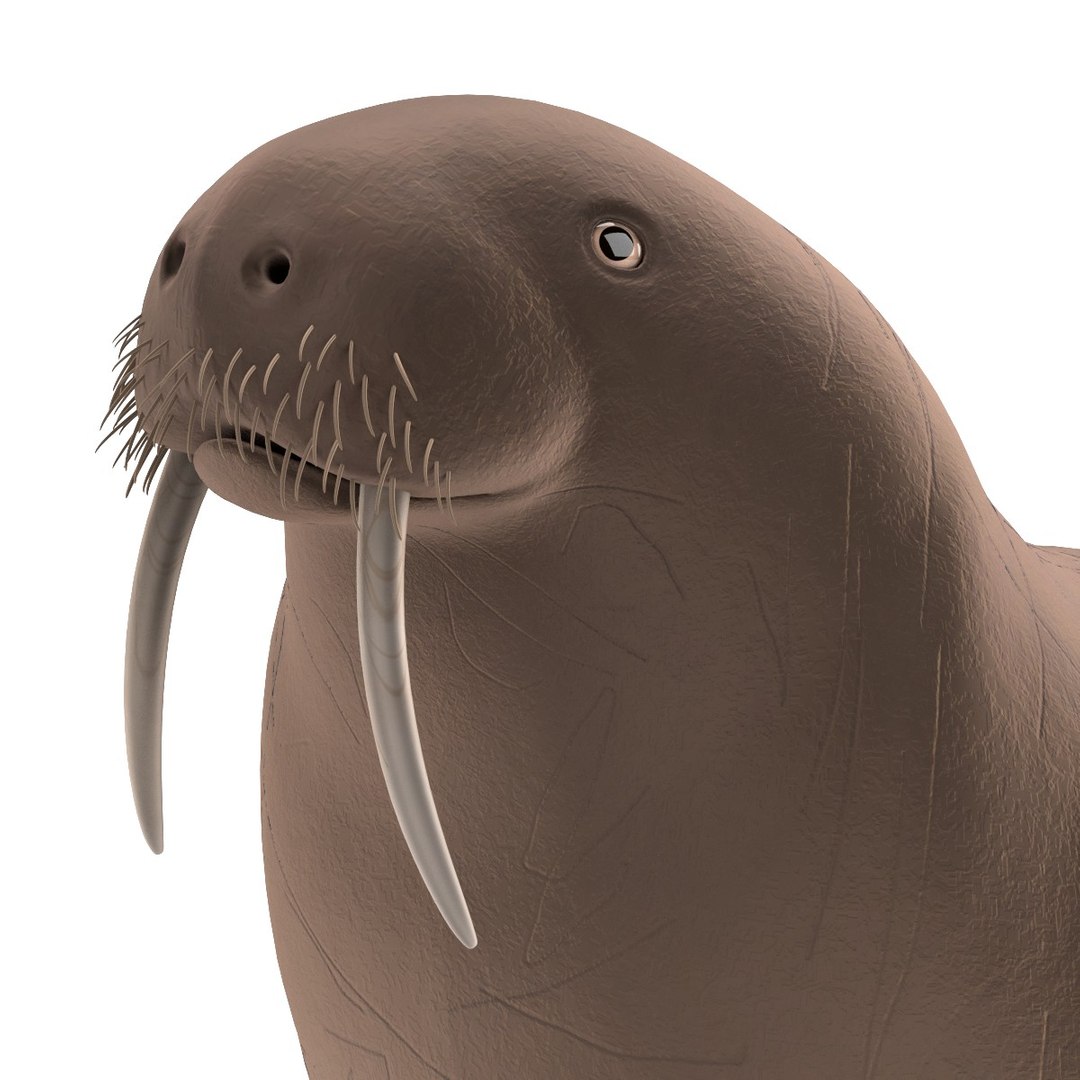 3d model walrus odobenus rosmarus
