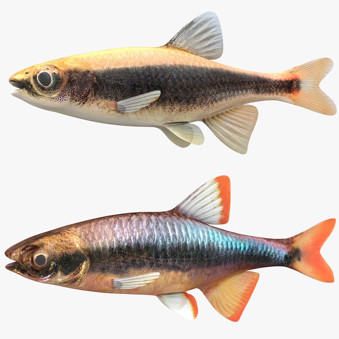 Broadstripe Shiner and Flagfin Shiner Set 3D - TurboSquid 1940668
