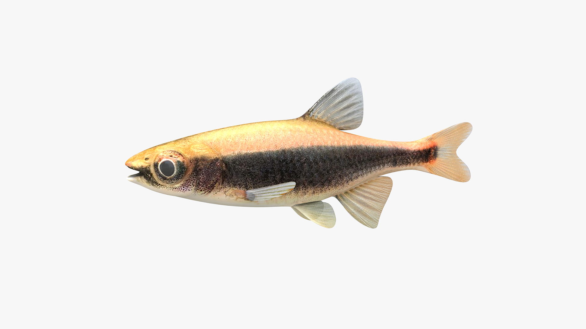 Broadstripe Shiner and Flagfin Shiner Set 3D - TurboSquid 1940668