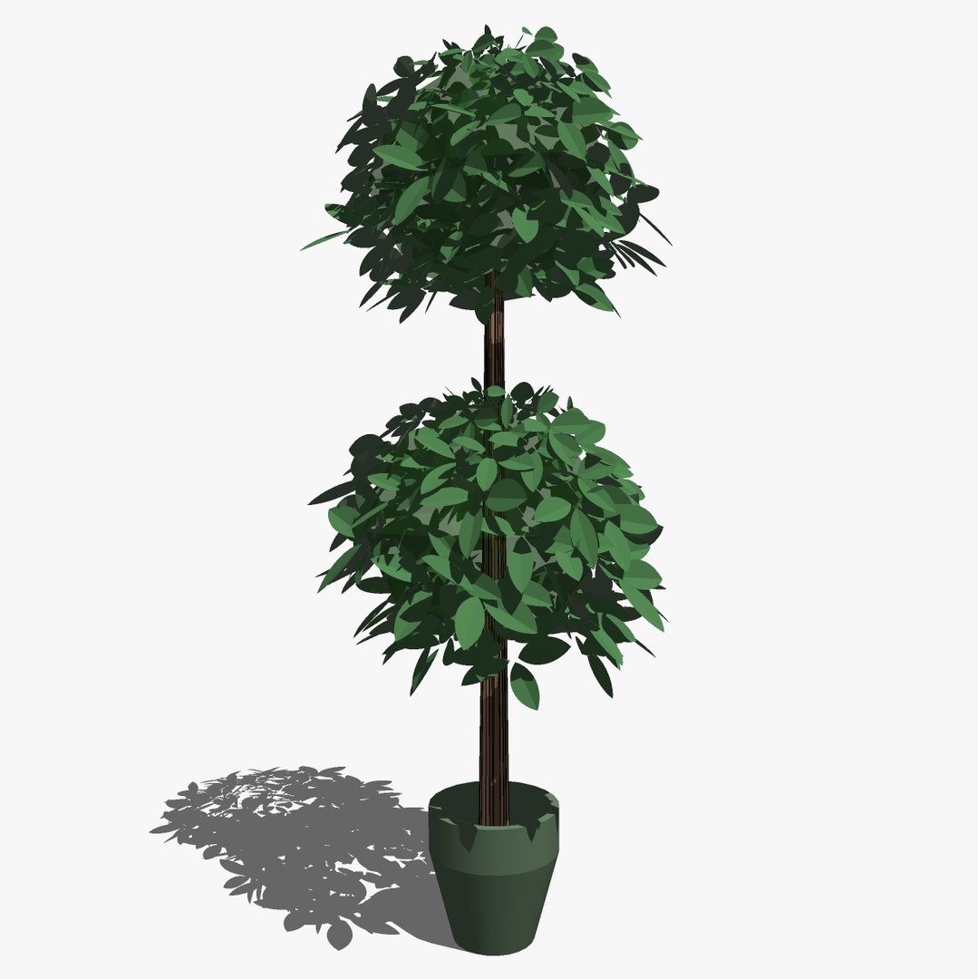 Tree Topiary Sketchup 3d 3ds