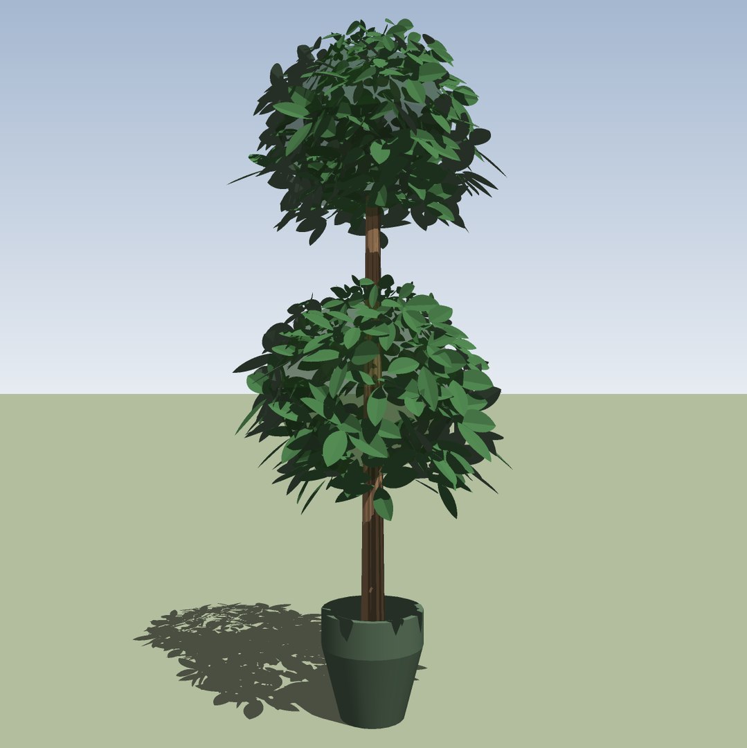Tree Topiary Sketchup 3d 3ds
