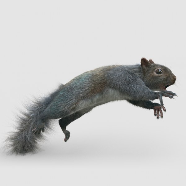 modelo 3d Ardilla (1) - TurboSquid 1373848