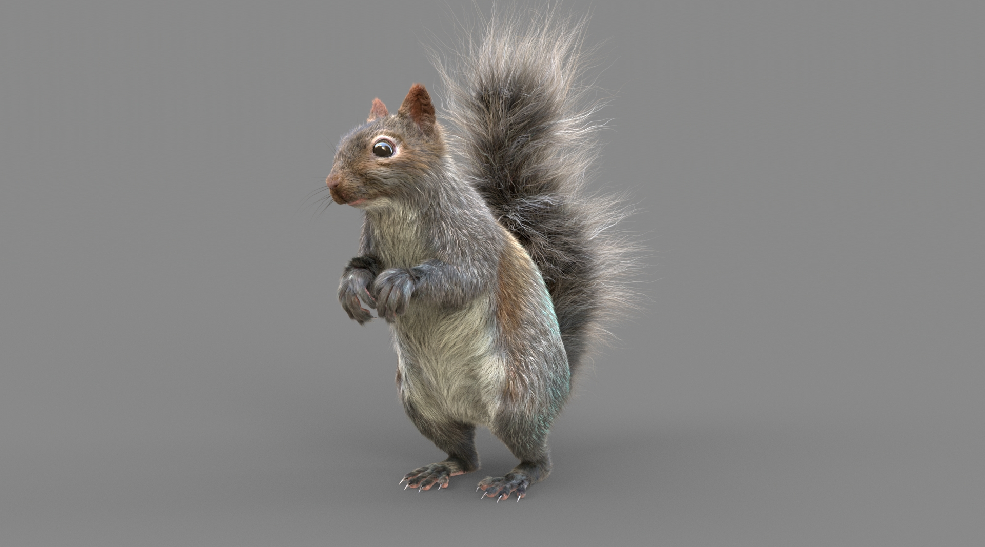 3D Squirrel Nature Rodent - TurboSquid 1373848