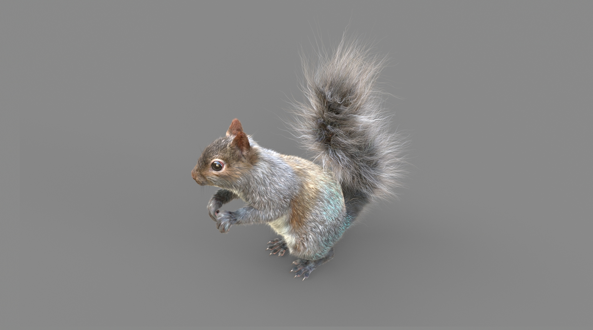 3D Squirrel Nature Rodent - TurboSquid 1373848