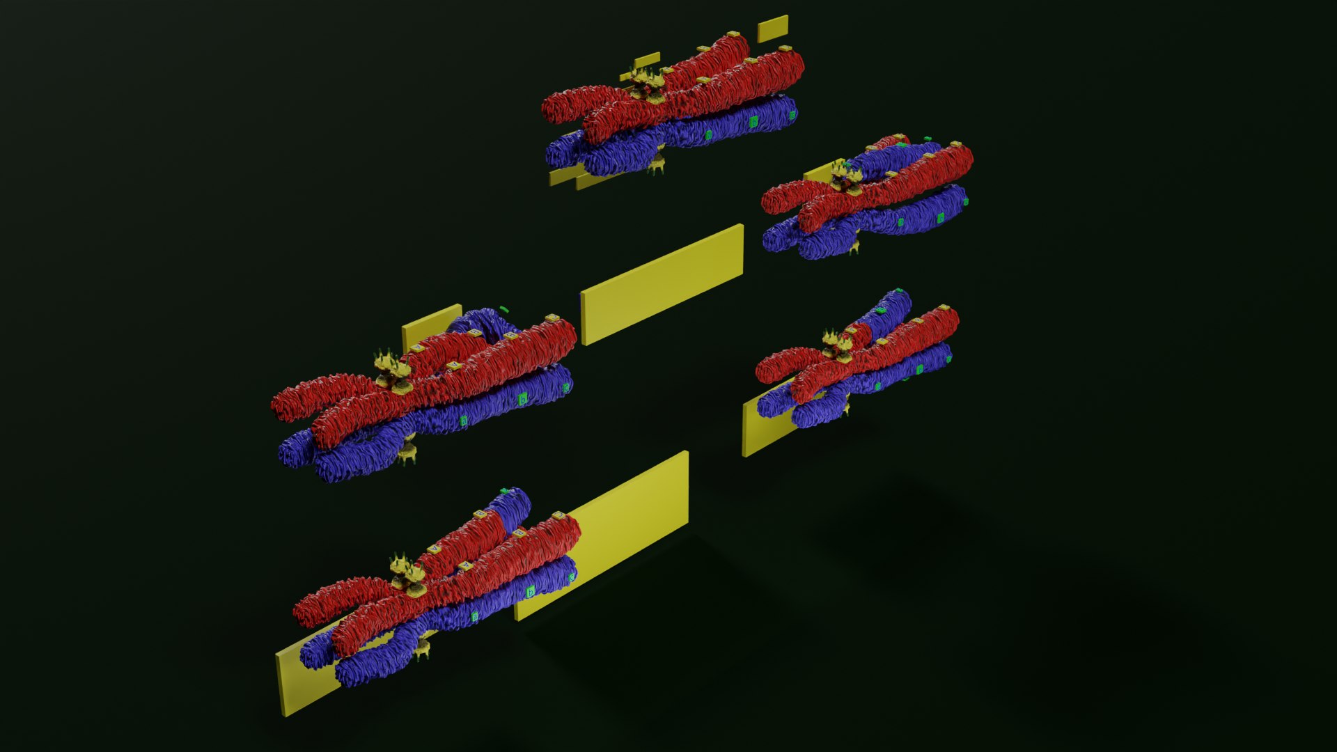 3D Chromosome genetic recombination blender 3d model - TurboSquid 2116543
