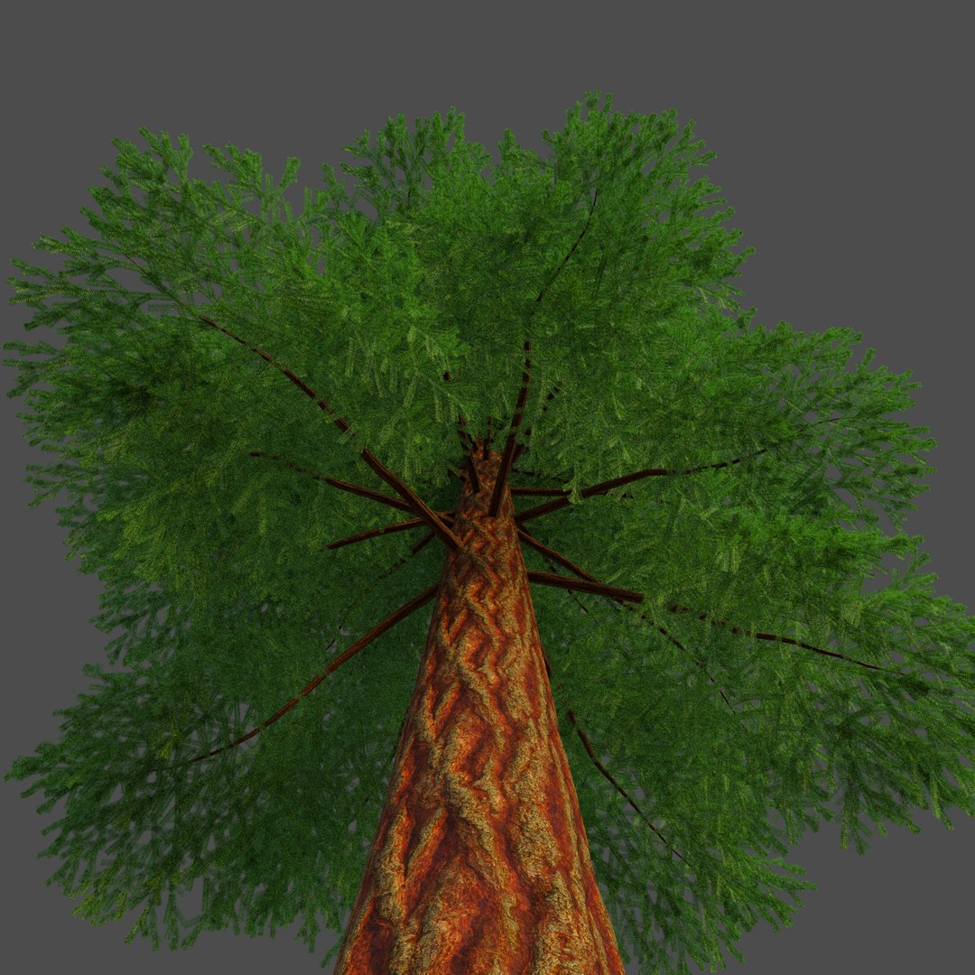 Free XfrogPlants California Redwood - Sequoia Sempervirens 3D Model ...