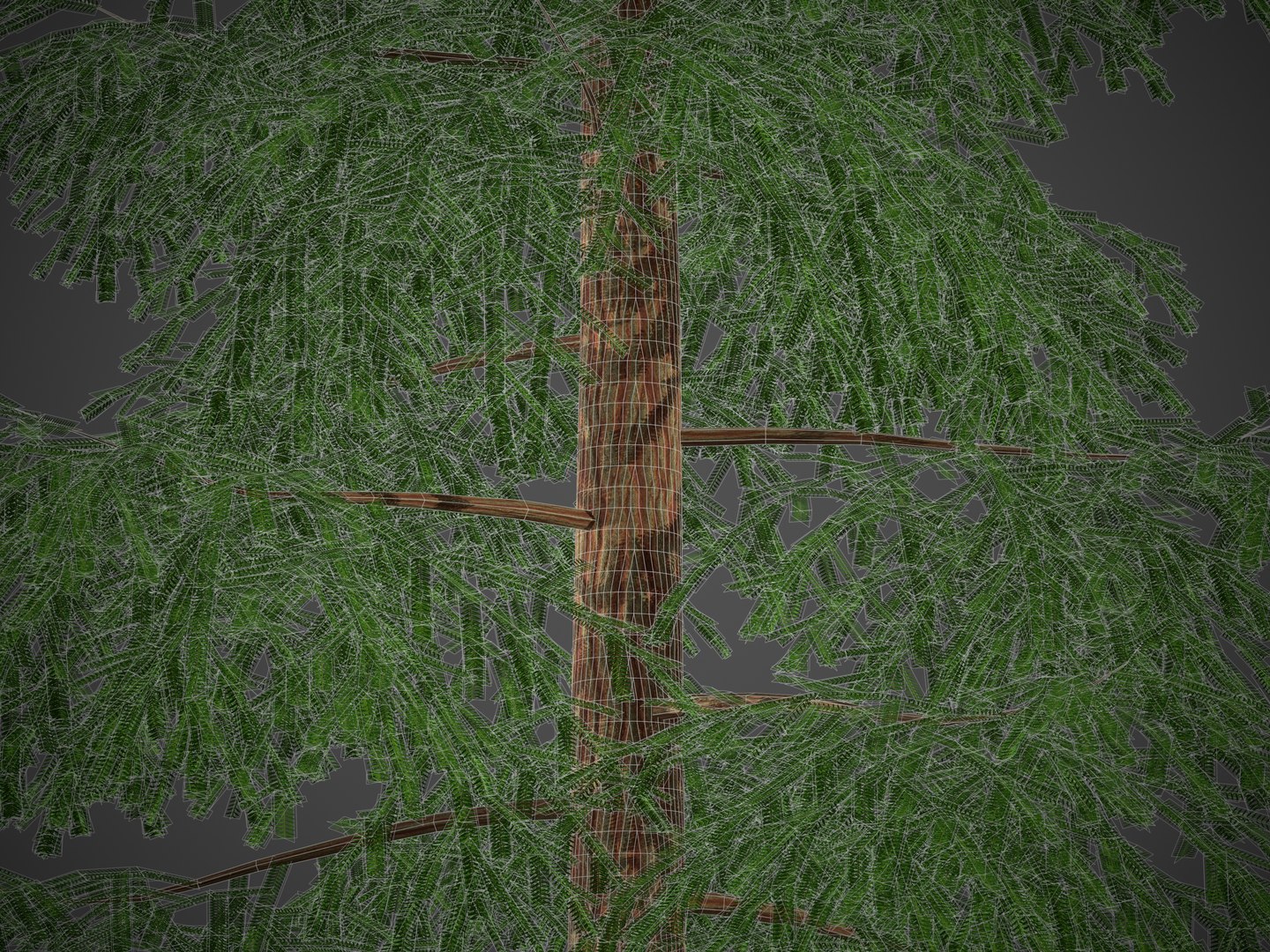 Free XfrogPlants California Redwood - Sequoia Sempervirens 3D Model ...