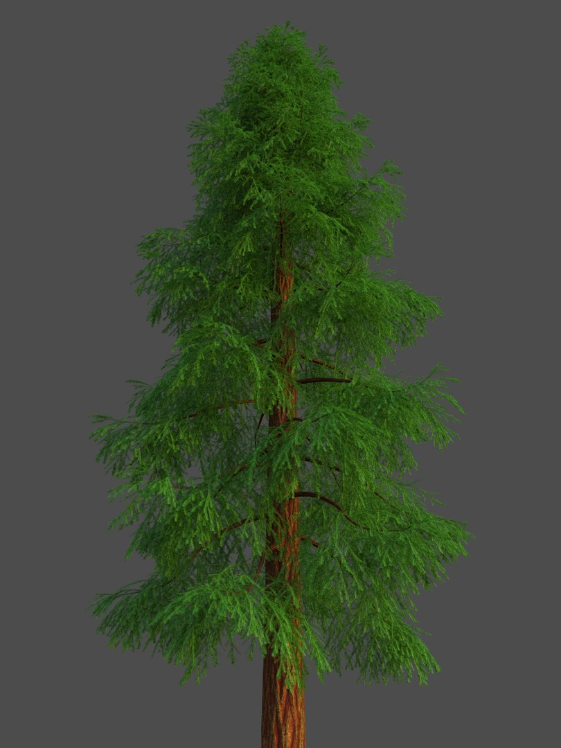 Free XfrogPlants California Redwood - Sequoia Sempervirens 3D Model ...