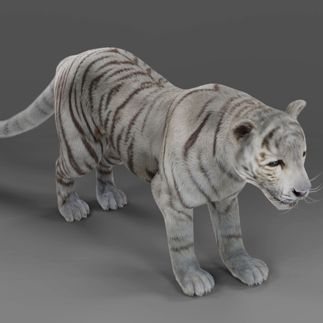 Fur White Tiger Rigged And Animation In Blender Unity 3D - TurboSquid ...