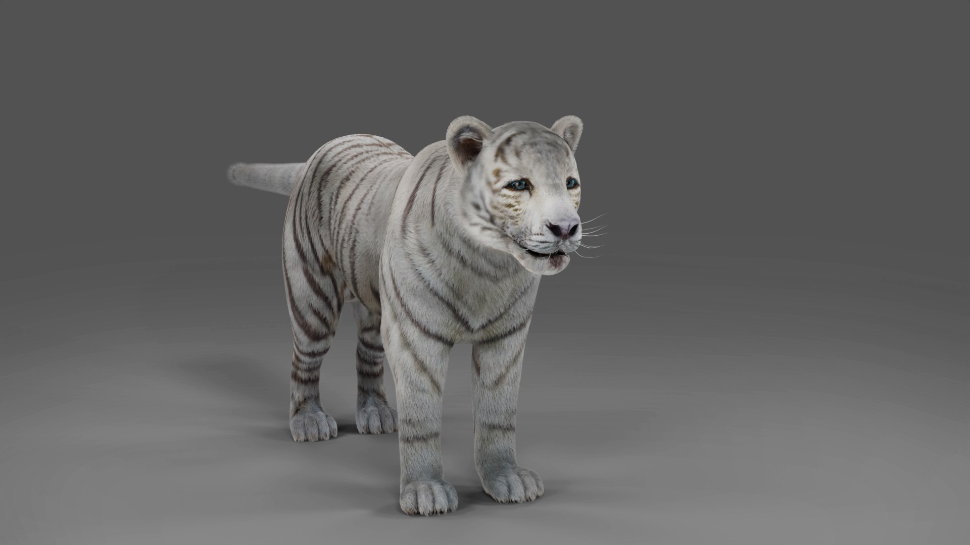 Fur White Tiger Rigged And Animation In Blender Unity 3D - TurboSquid ...