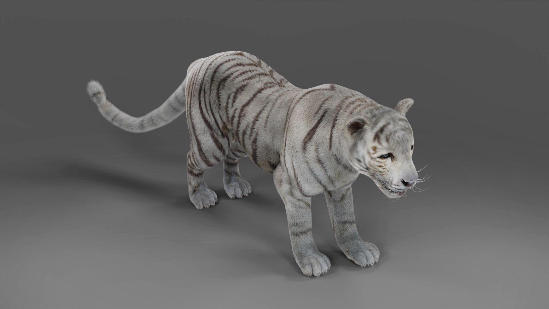 Fur White Tiger Rigged And Animation In Blender Unity 3D - TurboSquid ...