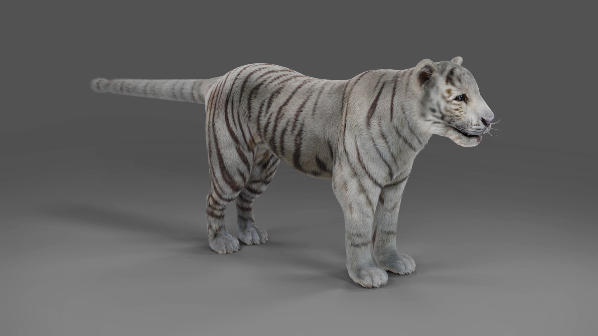 Fur White Tiger Rigged And Animation In Blender Unity 3D - TurboSquid ...