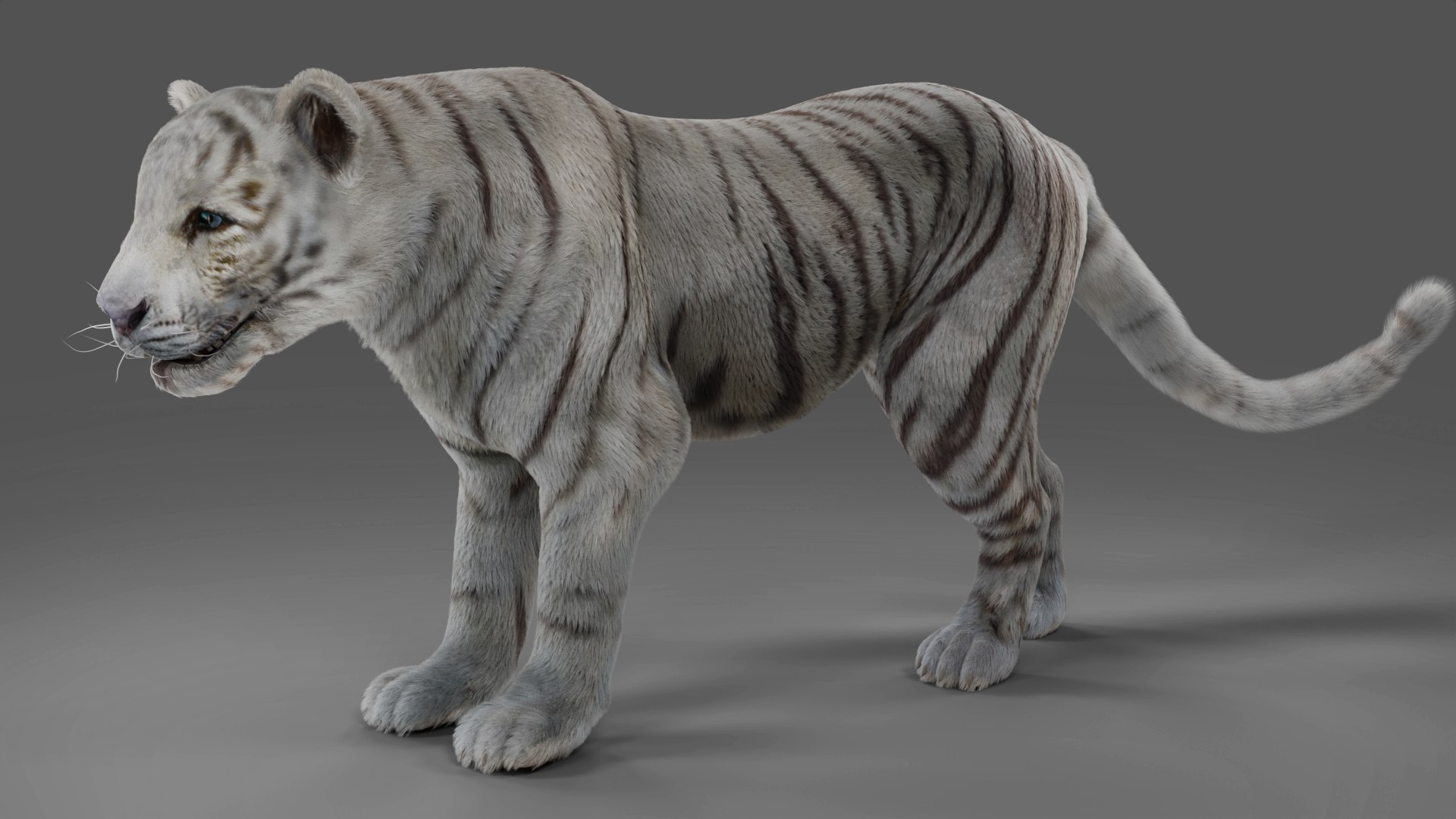 Fur White Tiger Rigged And Animation In Blender Unity 3D - TurboSquid ...