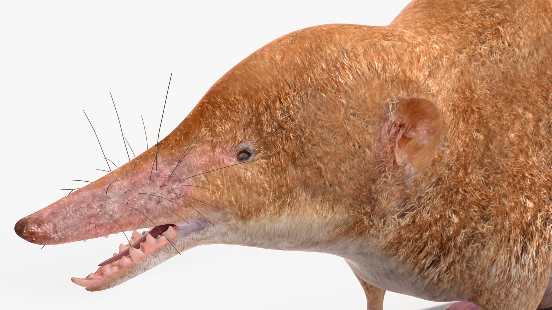 Mole-like Mammal Shrew Rigged 3D model - TurboSquid 2164612