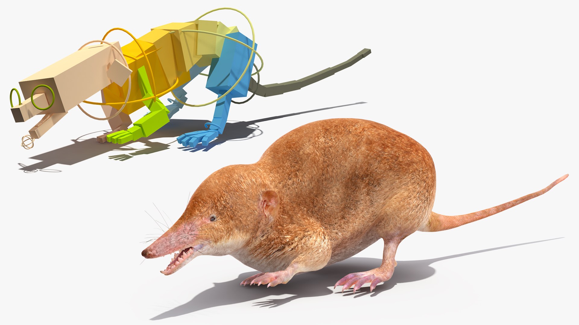 Mole-like Mammal Shrew Rigged 3D Model - TurboSquid 2164612