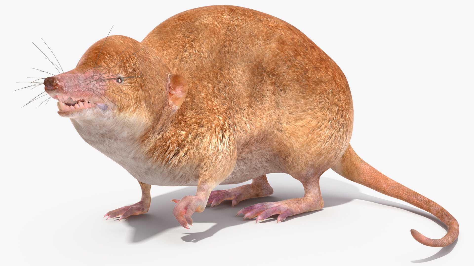 Mole-like Mammal Shrew Rigged 3D Model - TurboSquid 2164612