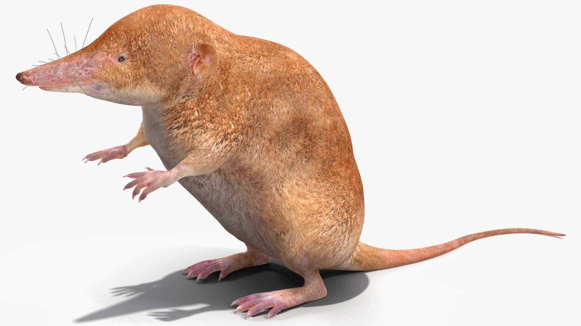 Mole-like Mammal Shrew Rigged 3D Model - TurboSquid 2164612