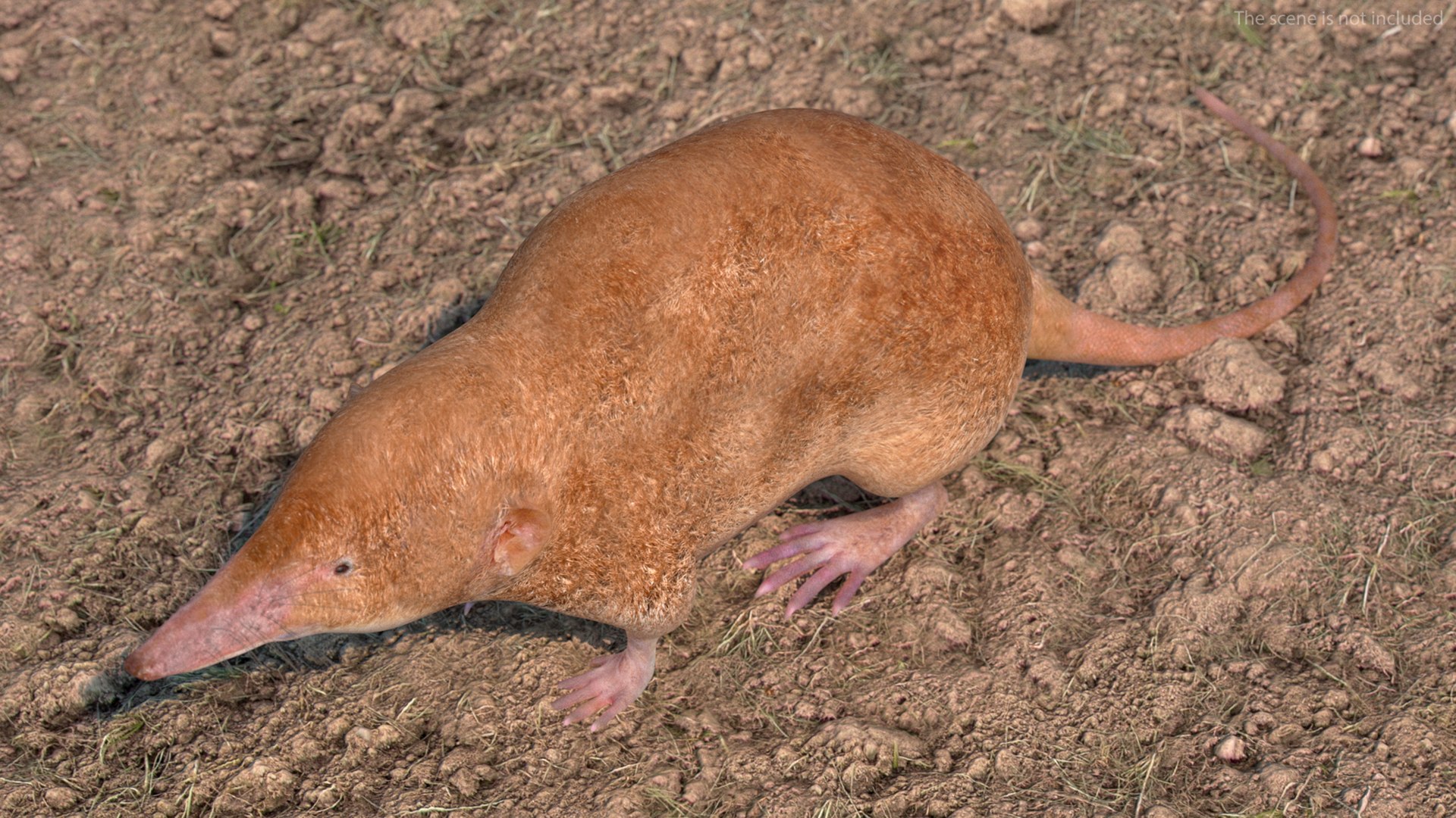 Mole-like Mammal Shrew Rigged 3D Model - TurboSquid 2164612