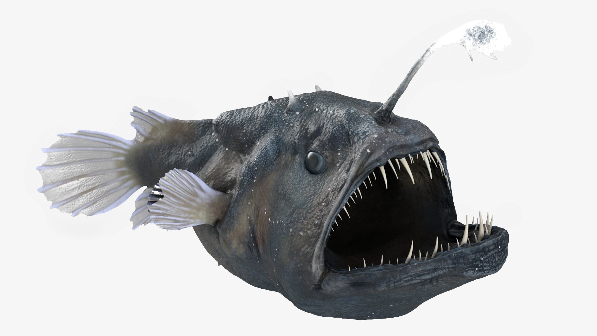 Anglerfish Rigged For Maya 3D Model - TurboSquid 2250629