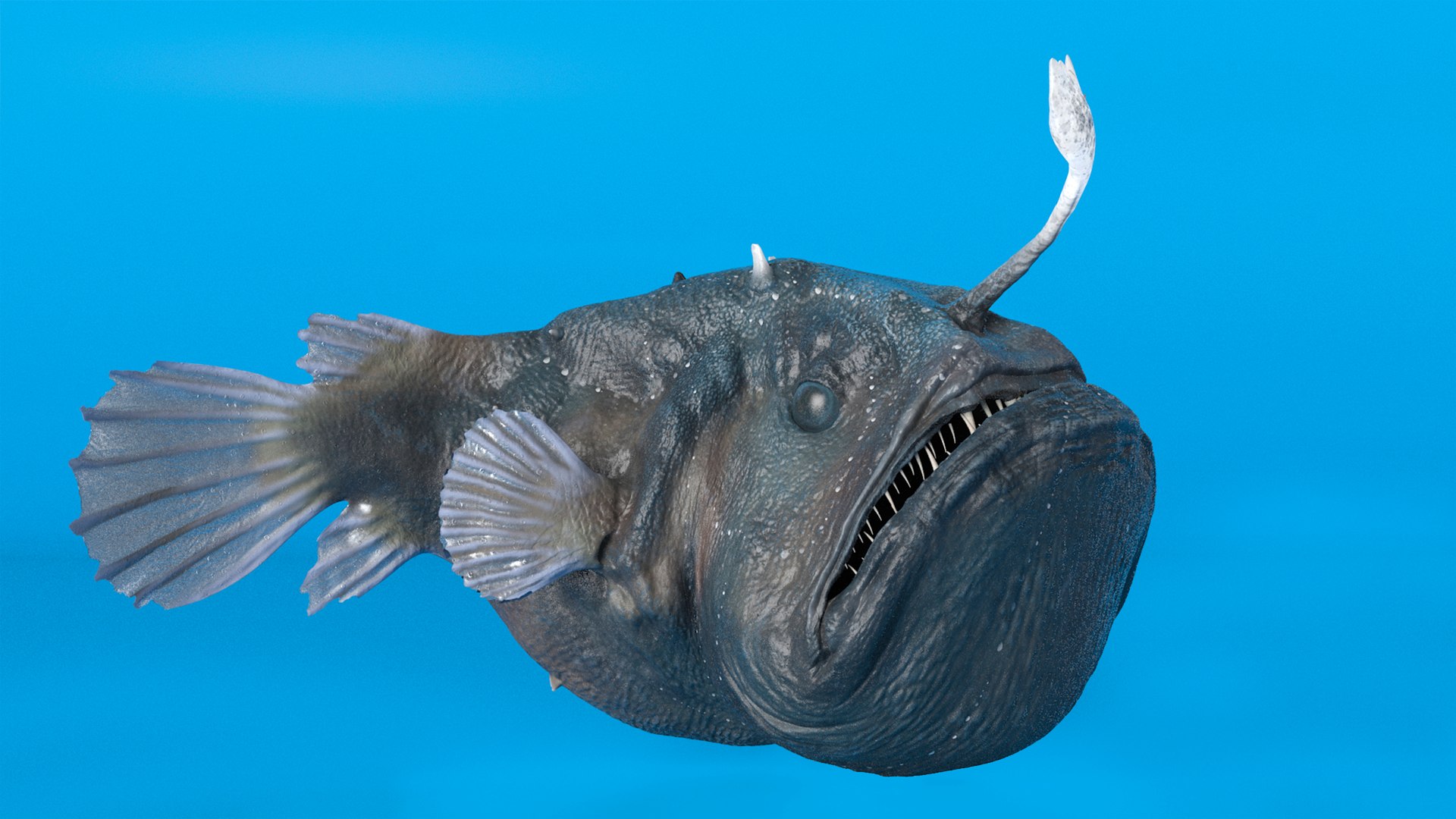 Anglerfish Rigged For Maya 3D Model - TurboSquid 2250629
