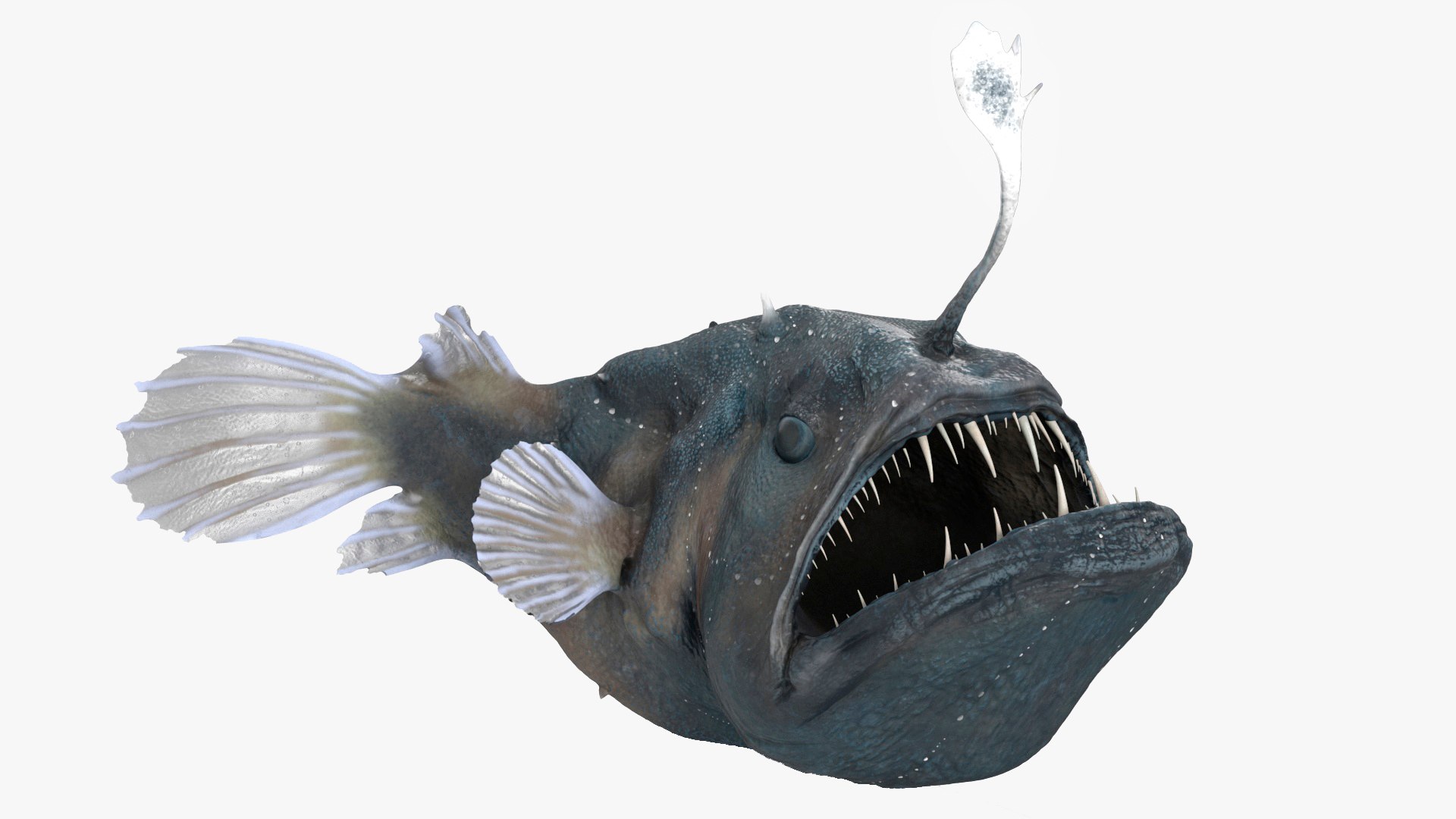 Anglerfish Rigged For Maya 3D Model - TurboSquid 2250629