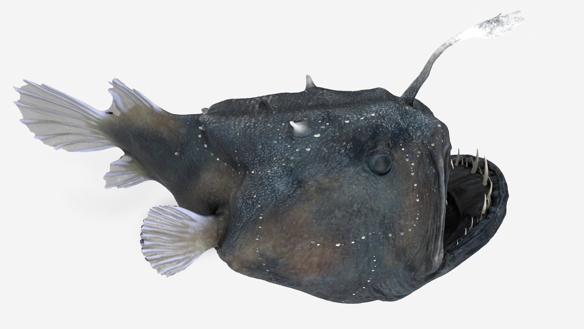 Anglerfish Rigged For Maya 3D Model - TurboSquid 2250629