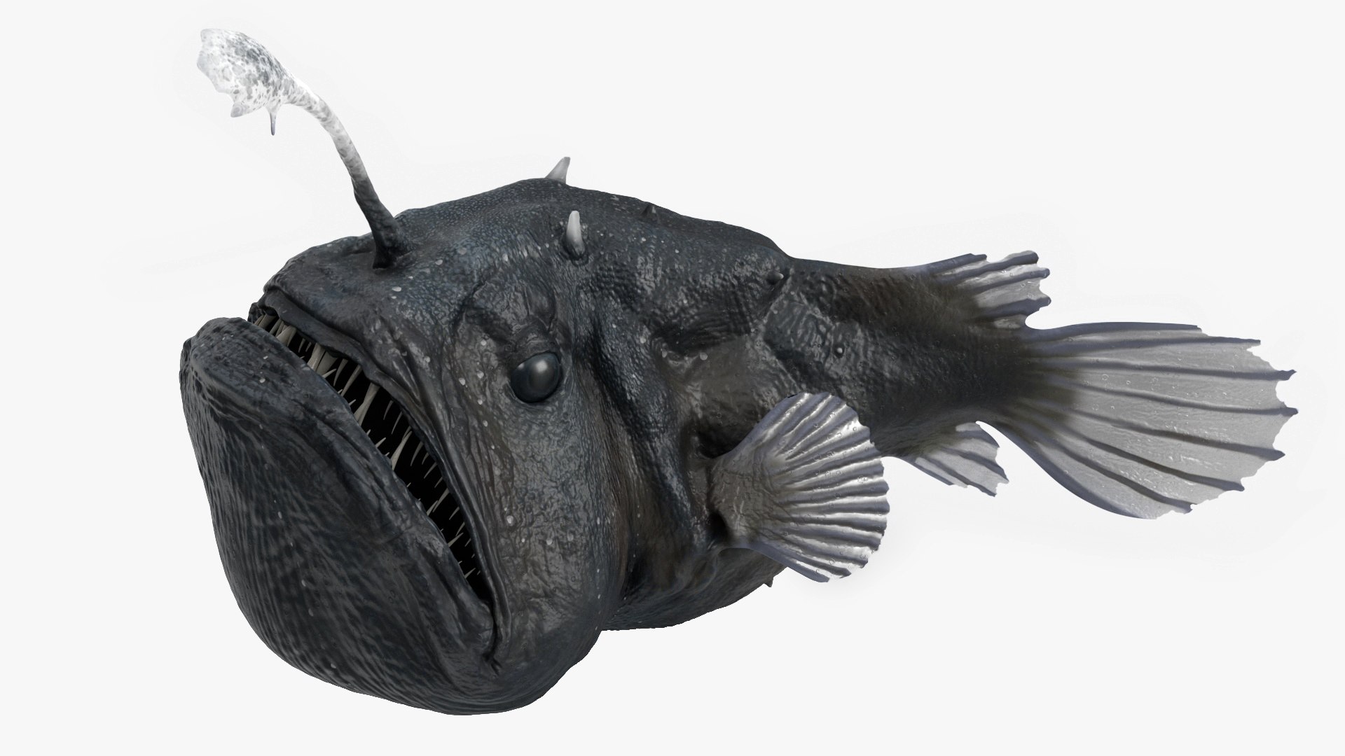 Anglerfish Rigged For Maya 3D Model - TurboSquid 2250629