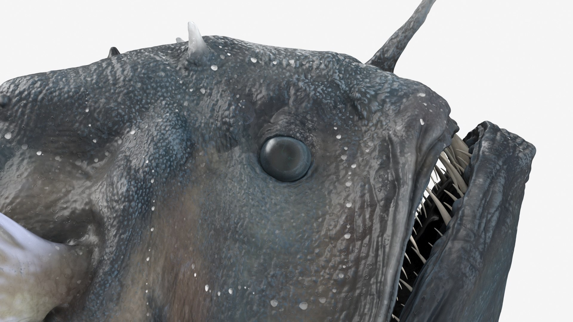 Anglerfish Rigged For Maya 3D Model - TurboSquid 2250629