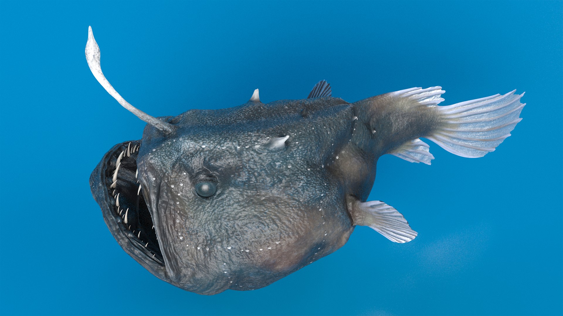 Anglerfish Rigged For Maya 3D Model - TurboSquid 2250629